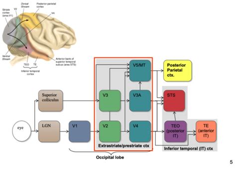Occipital And Temporal Lobes Visual Perception And Memory Flashcards Quizlet