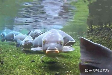 窝子里鲤鱼很多时如何才能留鱼持久在黑坑钓新鲤鱼时的钓鱼技巧 知乎
