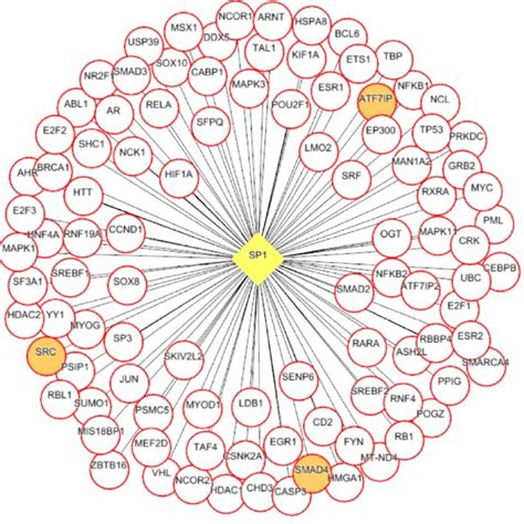 Sp1 Transcription Factor Yellow Colored Node Hub With Its Interacting Download Scientific