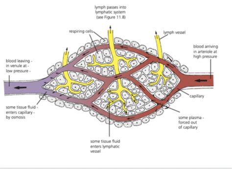 Key Area 25 C Pressure Filteration Flashcards Quizlet