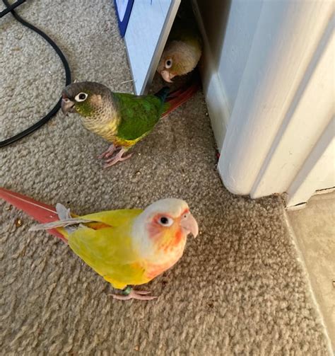 My Conure Loves To Hang Out Under My Chin And Bite My Neck Skin R