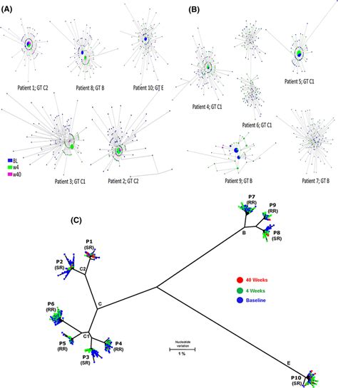 Heterogeneity And Phylogeny Of Hbv Quasispecies Strains Of