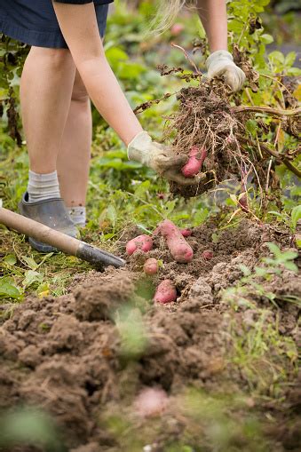 야채와 함께 여자의 손을 근접 촬영 토양에서 필드에 삽으로 감자를 파고 가 Havest 가을에 대한 스톡 사진 및 기타 이미지 가을 농부 농업 Istock