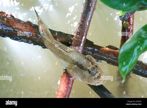 Closeup Of A Mudskipper Climbing Onto The Mangrove Tree Branch