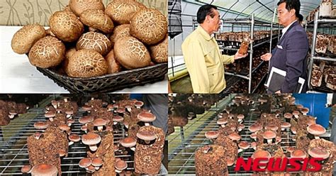 장수군 톱밥배지 표고버섯 새 소득원 집중 육성