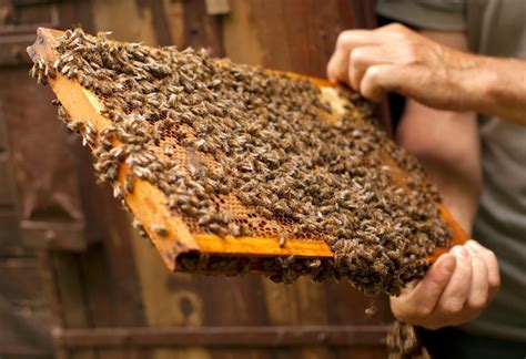 When Should I Split My Beehive