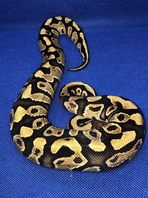 Shipped Fire Het Clown Poss Pied Ball Python By Performance Pythons Morphmarket