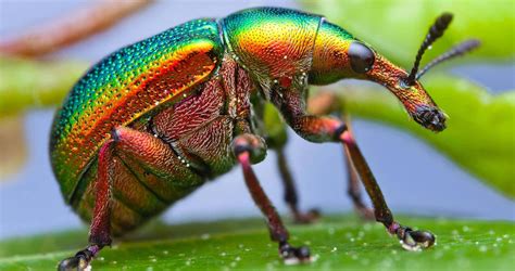 Download Colorful Weevil Closeup Wallpaper