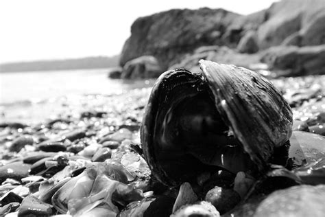Bivalve Shell Iv Photograph By Nicholas Miller Fine Art America