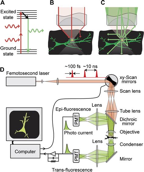 Principles Of Two Photon Excitation Microscopy And Its Applications To Neuroscience Neuron