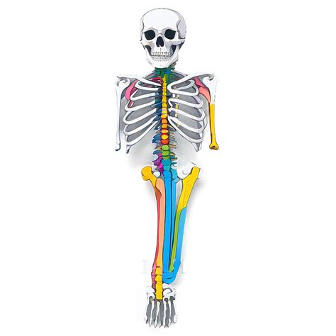 Download Bone Diagram Png Ngc81