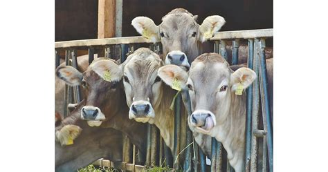 Петиция с 110 000 подписа за забрана на отглеждането на телета в клетка бе внесена в НС