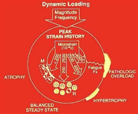 Ms9 10 Bone Modeling And Remodeling Flashcards Quizlet