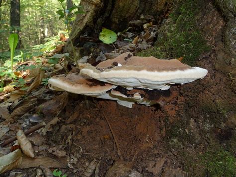 Guide To Identifying Tree Fungus And The 3 Most Common Types Earthpedia Earth Com