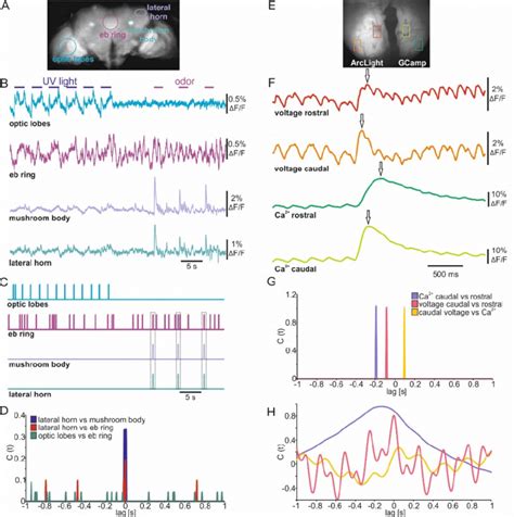 Event Cross Correlation Identifies Temporal Relations In Sensory Evoked