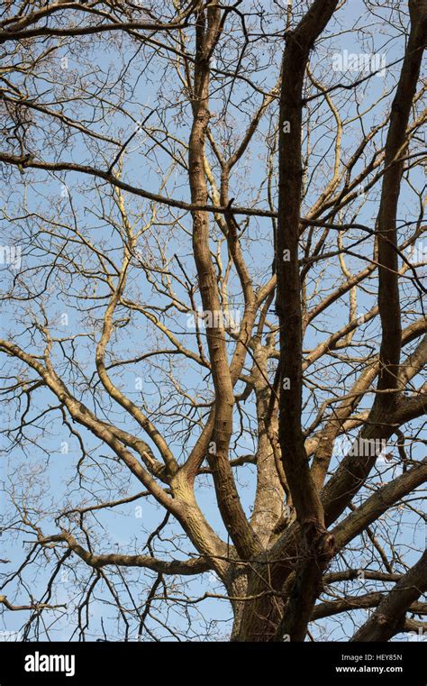 The Bare Branches Of A Tree Without Any Leaves Against The Sky Stock Photo Alamy