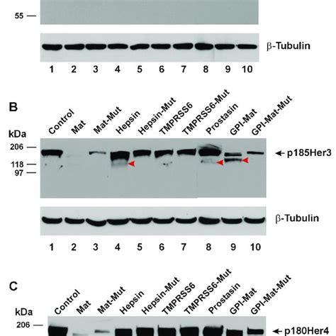 Ttsps Are Pan Erbb Proteolytic Enzymes The Cdna Coding For A