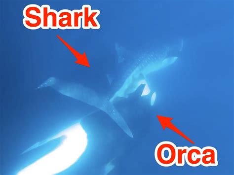 Orca Eating Great White Shark Watch A Great White Shark Binge Eat A
