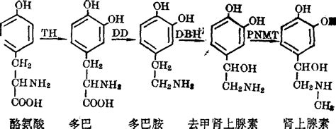 肾上腺髓质激素 中国医学百科 医学