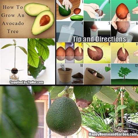 How To Replant Your Avocado Pit Artofit