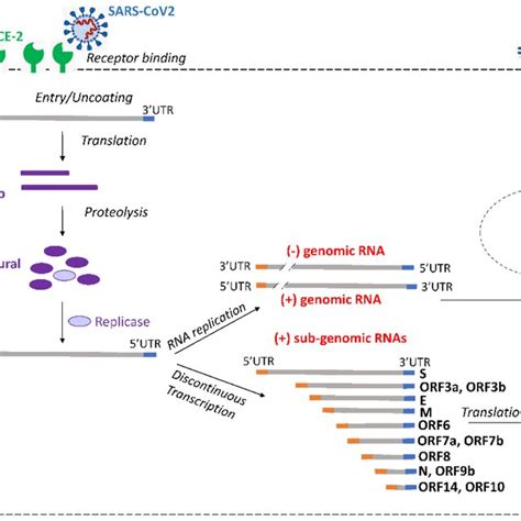 Schematic Of The Sars Cov 2 Replication Cycle Upon Virus Binding To Download Scientific