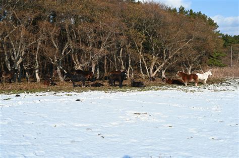 風雪に耐える岬の寒立馬を尻屋崎の越冬放牧地アタカへ見に行ってきた