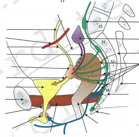 Plexus Hypogastrique Inférieur Diagram Quizlet