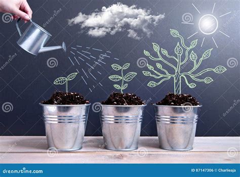 Phases De Croissance Darbre Photo Stock Image Du Croissance Croquis