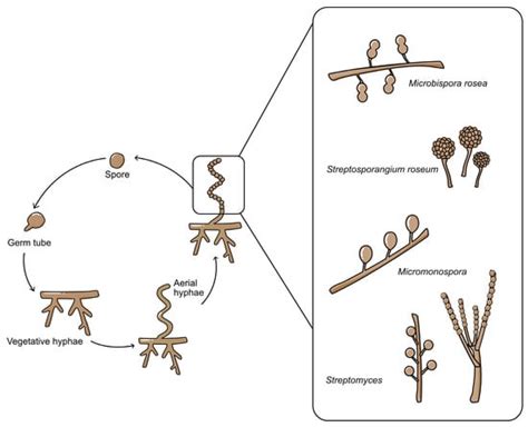 Bioactive Metabolites From Terrestrial And Marine Actinomycetes Encyclopedia Mdpi