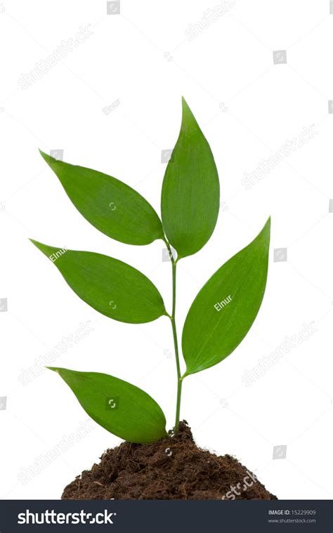 Seedlings Growing Isolated On The White Background Stock Photo Shutterstock