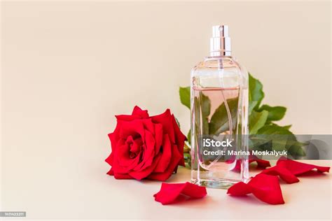 향기로운 붉은 장미의 세련된 꽃과 파스텔 배경에 여성의 향수의 아름다운 병 정면보기 향수 템플릿 복사 공간 0명에 대한 스톡