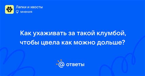 Как ухаживать за такой клумбой чтобы цвела как можно дольше Elena 84819 Ответы Mail