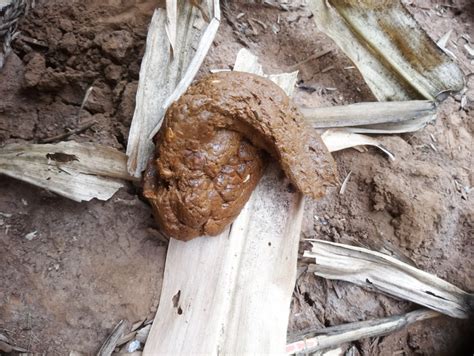 Outside Poo Image 722565 Thisvid Tube Outside Poo Image 722565 Thisvid Tube