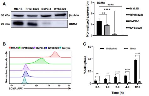 Advances In Targeting B Cell Maturation Antigen Bcma For Non Invasive Imaging And Therapy In
