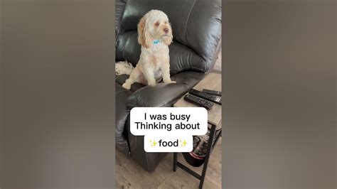 Have Fun 😘😊cockapoo Puppy Cutedog Shorts Funny Youtube