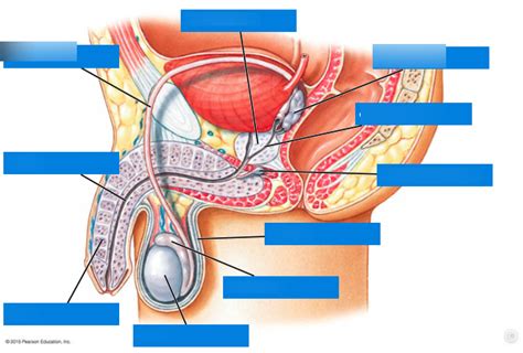 20 Reproductive Systems Diagram Quizlet