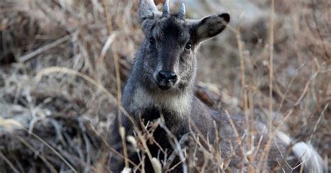 멸종위기종 산양 울진서 로드킬 정부는 개체 수 파악도 못해