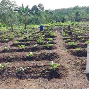 Experimental Set Up Laid Out In RCBD With Treatments Replicated Download Scientific Diagram