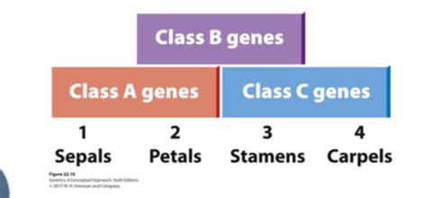 Genetics Exam 3 Flashcards Quizlet