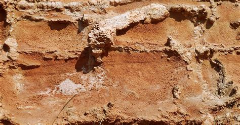 67 Not Out Fossil Roots Over 235 Million Years Old