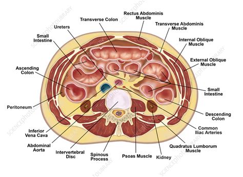 Abdominal Anatomy Illustration Stock Image C0612129 Science