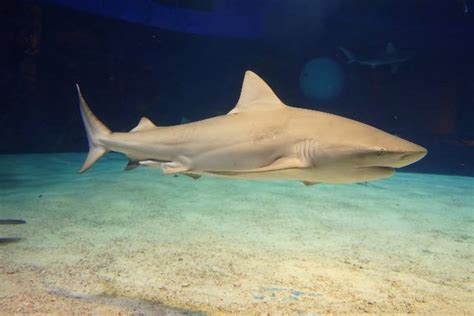 牛鲨 美丽海生物图鉴 冲绳美丽海水族馆 冲绳美麗海 世代相传