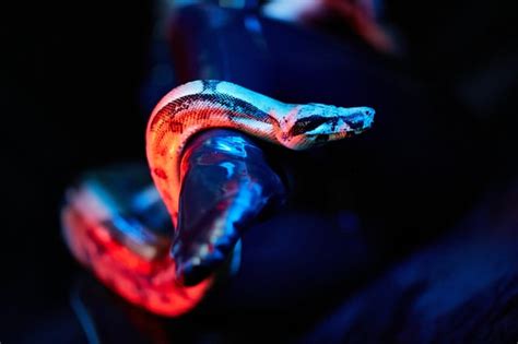 Slippery Python And Latex Rshinyporn