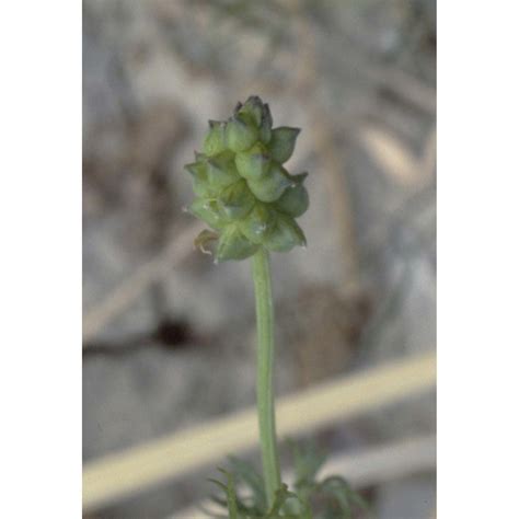 Adonis Annua L Anthosart