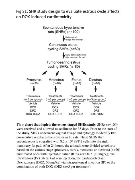 Pdf Doxorubicin Induced Cardiotoxicity Is Suppressed By Estrous Staged Treatment And Exogenous