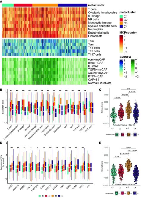 Correlation Between Gc Subtypes And Tumor Infiltrated Immune Cells A Download Scientific