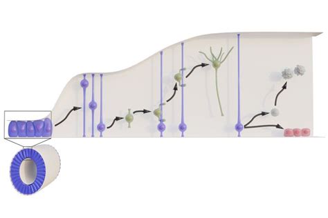 Neurogenesis And Cell Differentiation