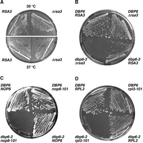 The Rsa3 Null Mutation Confers A Mild Temperature Sensitive Download Scientific Diagram