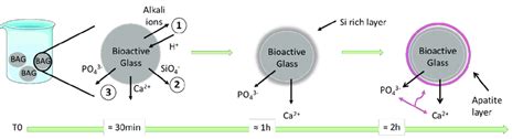 Dissolution Of Silicate Bag In An Aqueous Solution Download Scientific Diagram