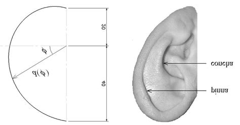 Pinna And Concha Of A Human Ear Right And The Artificial